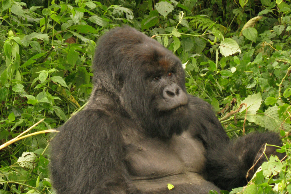 Gorilla Trekking in Rwanda and Uganda: Insider's Travel Guide