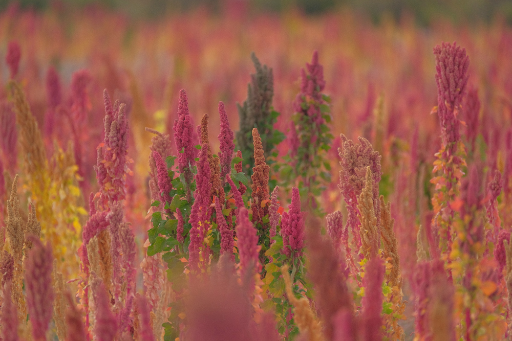 Bolivia Insider’s Guide: The Salt Flats Are Just the Beginning