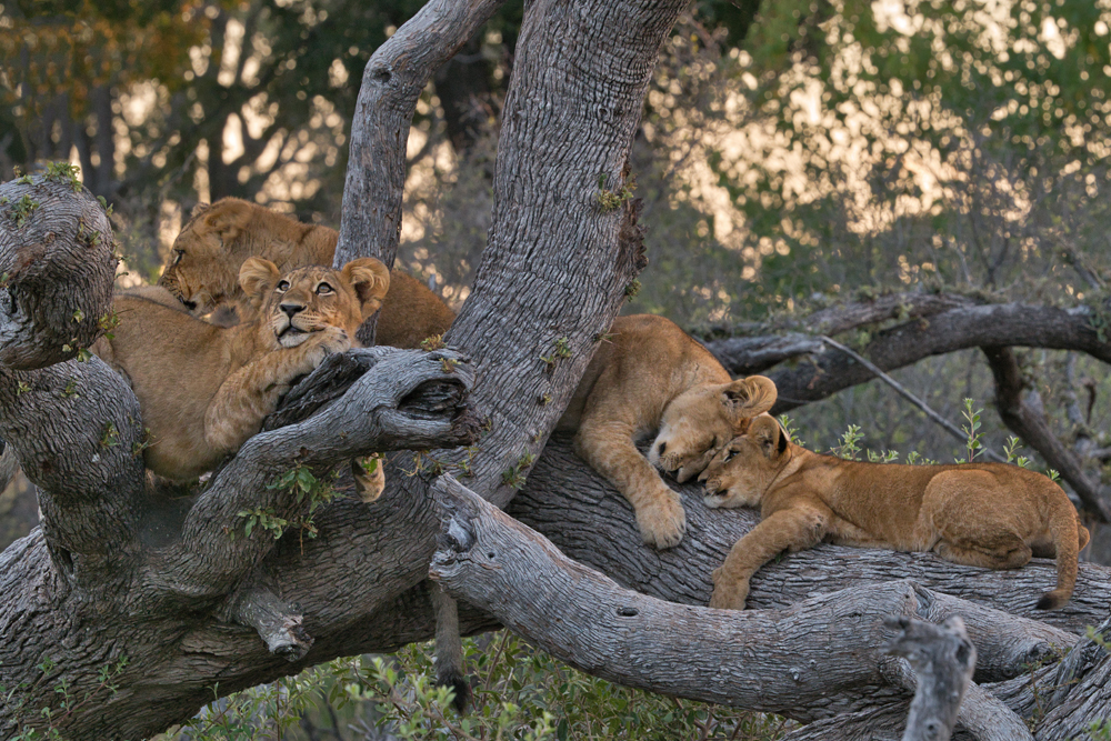 AFRICAN SAFARIS planned by Julian Harrison - Wendy Perrin