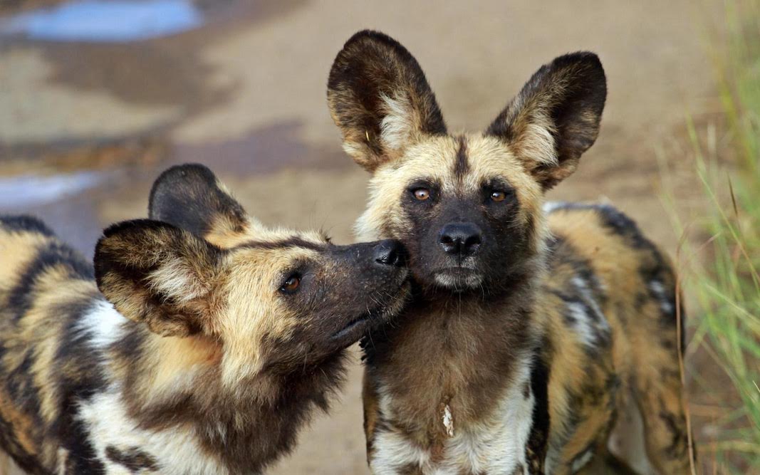 AFRICAN SAFARIS planned by Julian Harrison - Wendy Perrin